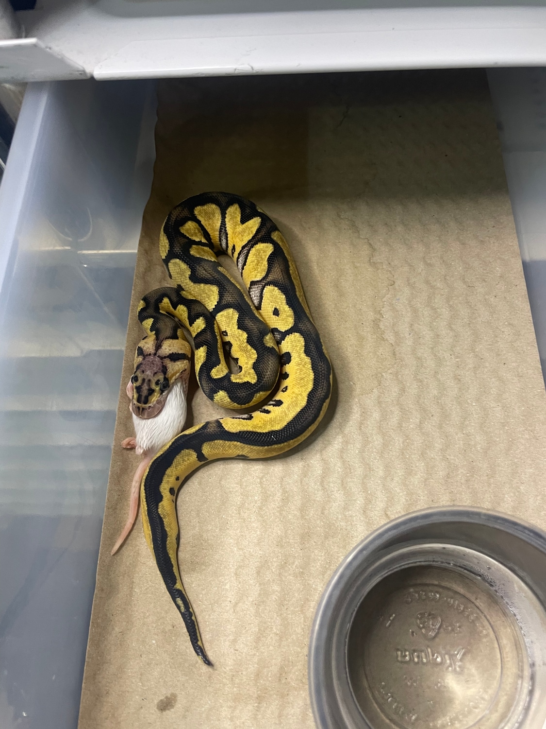 Chocolate Pastel Clown Ball Python by LA_balls - MorphMarket