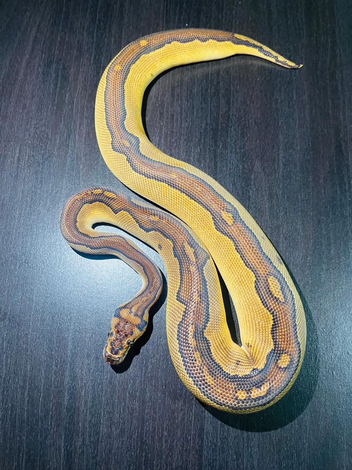 Blackhead Fire Enchi Clown Ball Python by LA_balls - MorphMarket