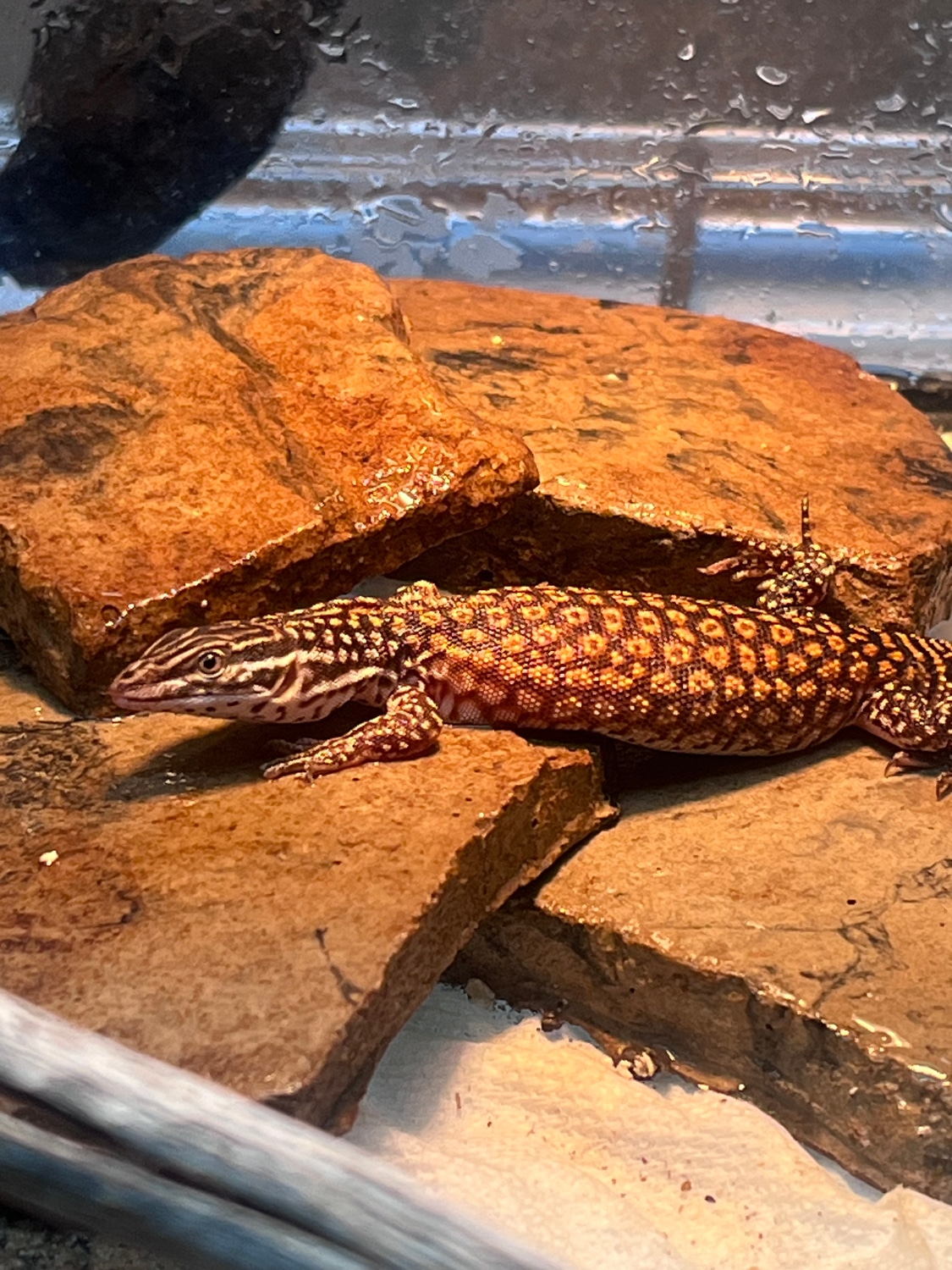Red Ackie Monitor by Luke's Reptiles - MorphMarket