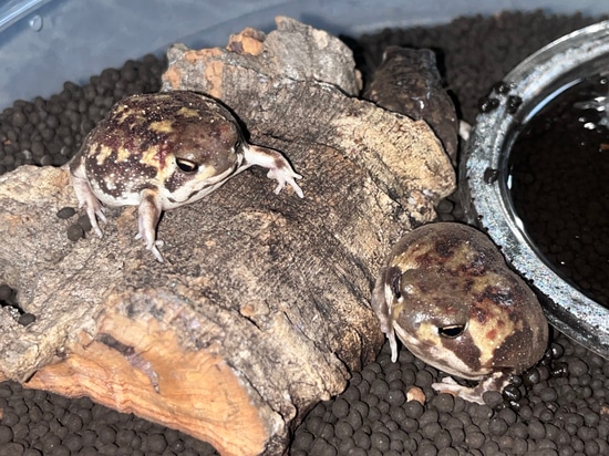 Bushveld Rain Frogs Other Frog by Luke's Reptiles