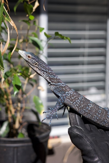 Blue Tree Monitor Pair by Luke's Reptiles