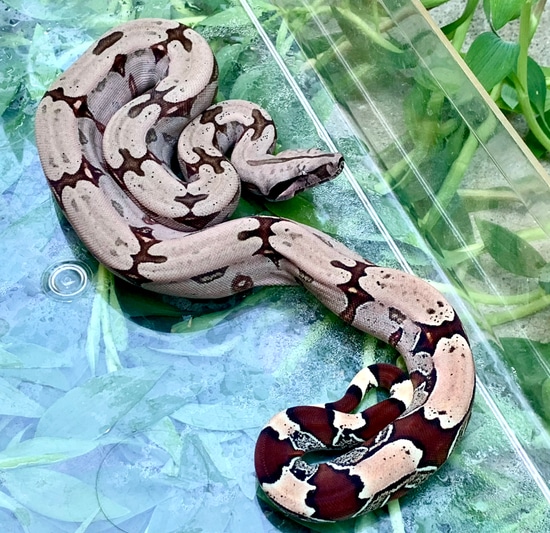 2022 BCC True Red-Tailed Boa Constrictor by Derek Yagi