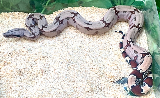 2022 BCC Female True Red-Tailed Boa Constrictor by Derek Yagi