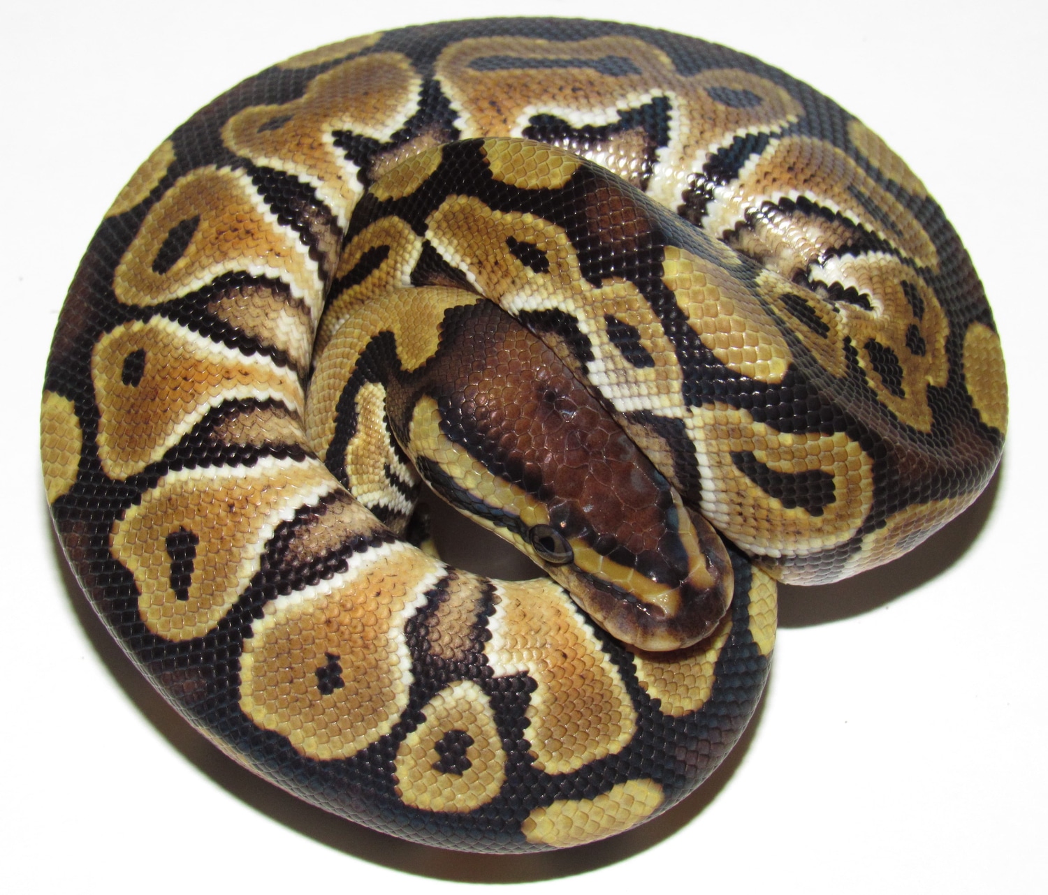 Russo Ball Python by Lumina Reptiles - MorphMarket