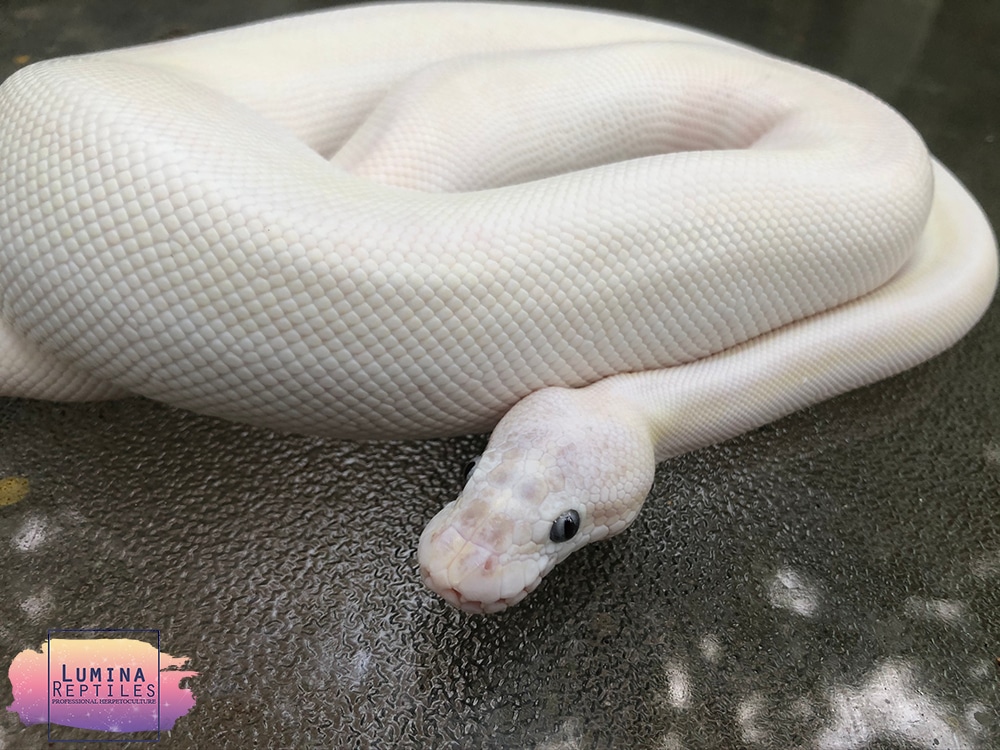 Pastel Super Mojave Ball Python by Lumina Reptiles - MorphMarket