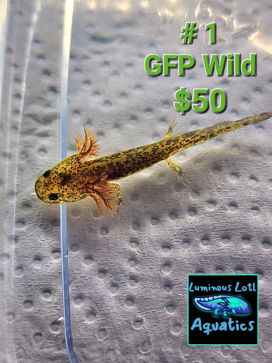 Gfp Wild Axolotl by Luminous Lotl Aquatics - MorphMarket