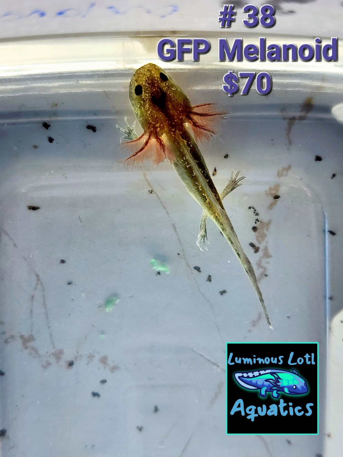 Gfp Melanoid Axolotl by Luminous Lotl Aquatics - MorphMarket