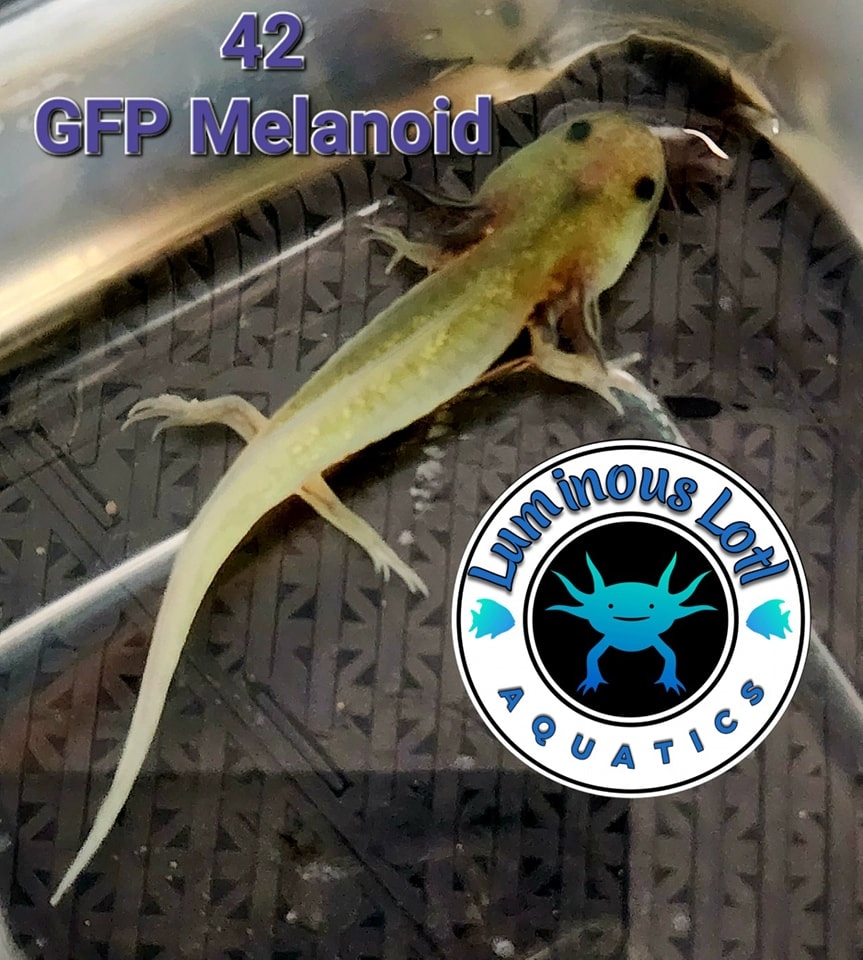 GFP Melanoid - 42 Axolotl by Luminous Lotl Aquatics - MorphMarket