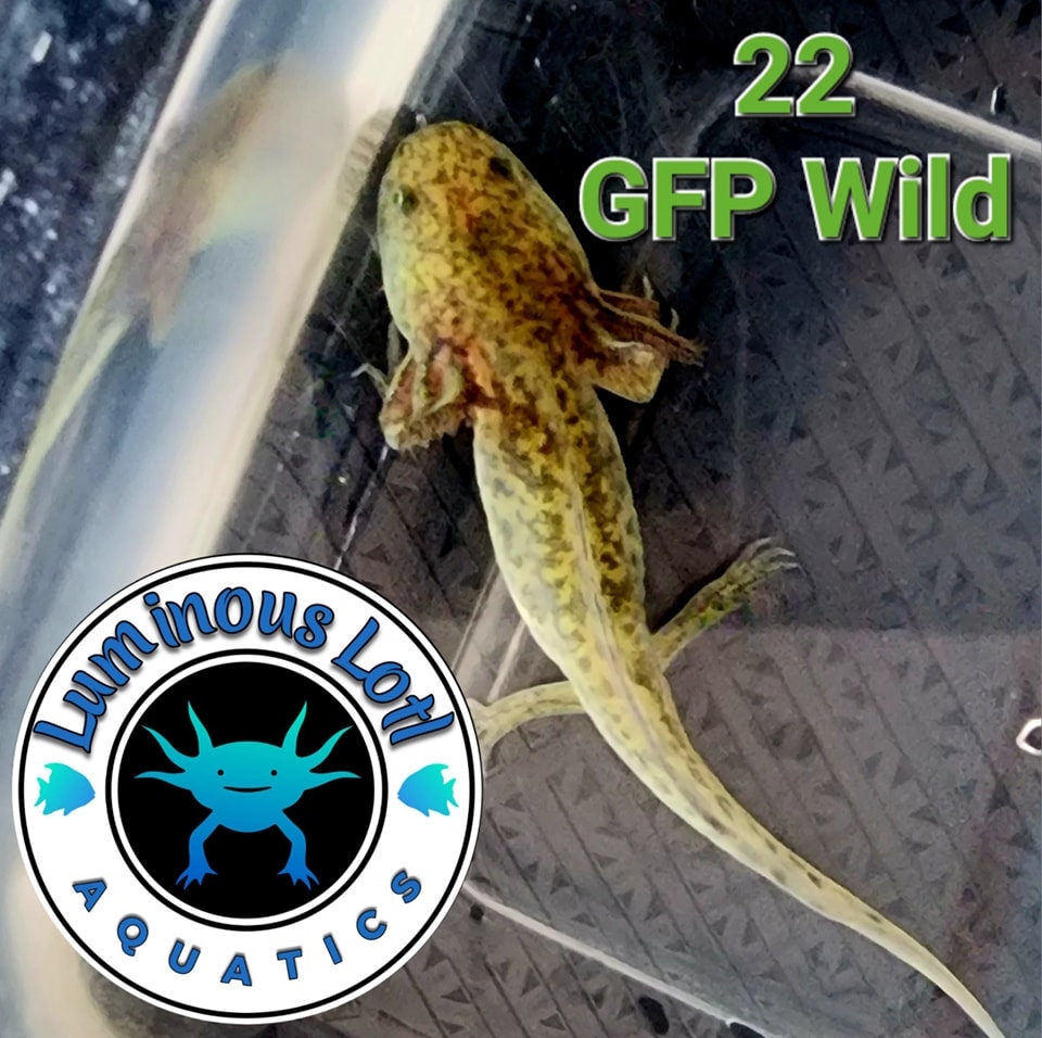 GFP Wild - 22 Axolotl by Luminous Lotl Aquatics - MorphMarket