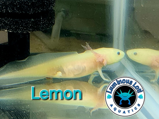 Lemon - GFP Leucistic Axolotl by Luminous Lotl Aquatics