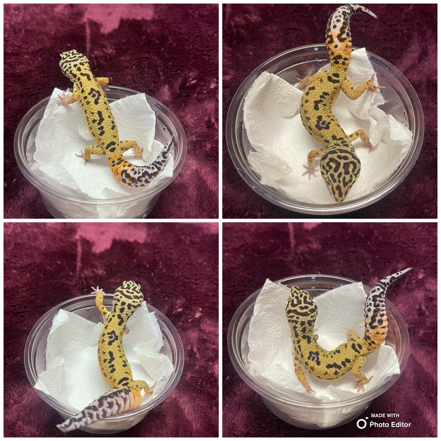 Halloween Mask Leopard Gecko by Lazy Day Leopard Geckos - MorphMarket