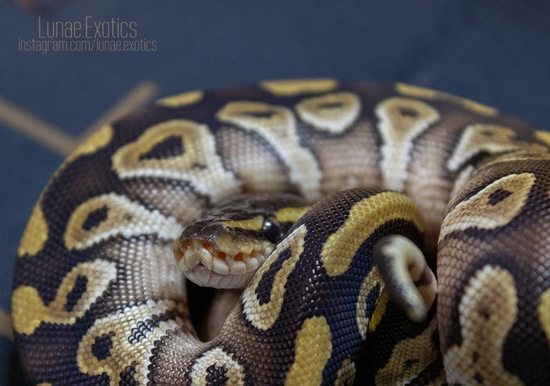 Phantom 100% Het Clown Ball Python by Lunae.Exotics