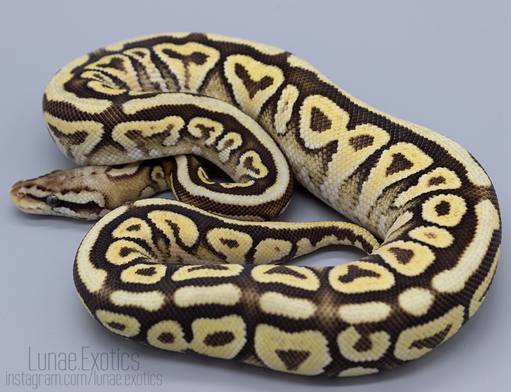 Spotnose Mojave Pastel Het Orange Ghost Ball Python by Lunae.Exotics ...