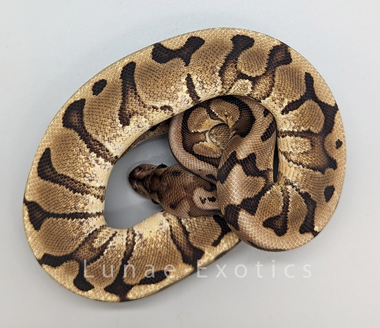 Lucifer Enchi Hidden Gene Woma Granite + Ball Python by Lunae.Exotics