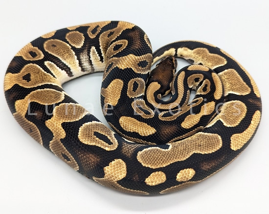 100% Het Clown Ball Python by Lunae.Exotics