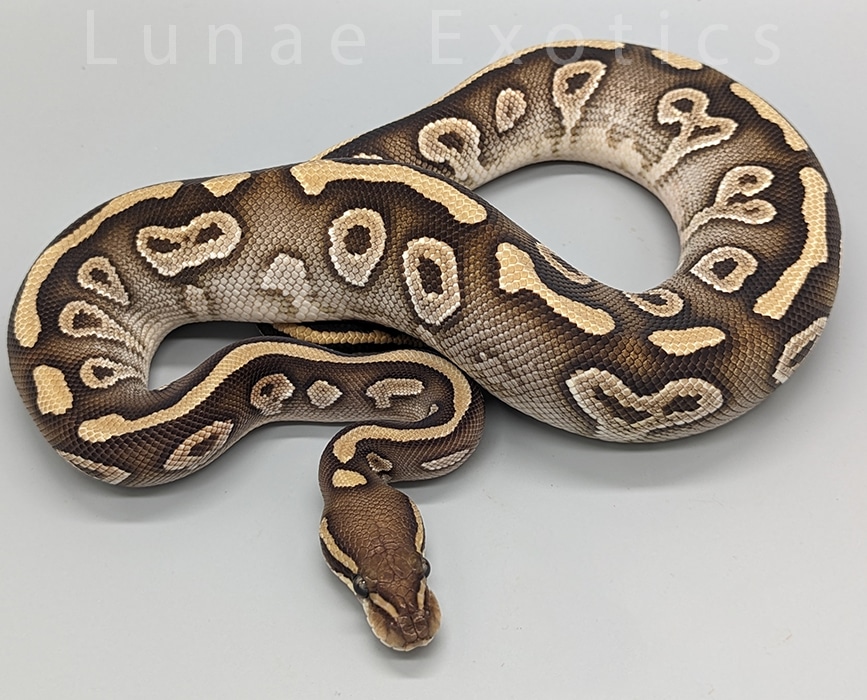 Phantom Het Clown Ball Python by Lunae.Exotics - MorphMarket