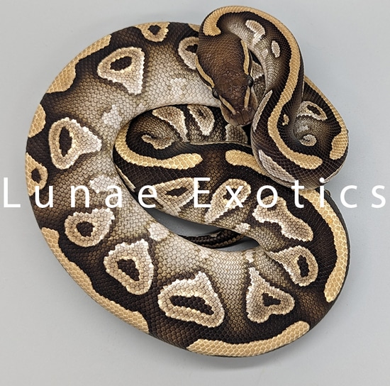 Phantom Het Clown Ball Python by Lunae.Exotics