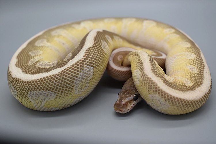 Pastel Enchi Lucifer Soulsucker Ball Python by Lunae.Exotics - MorphMarket