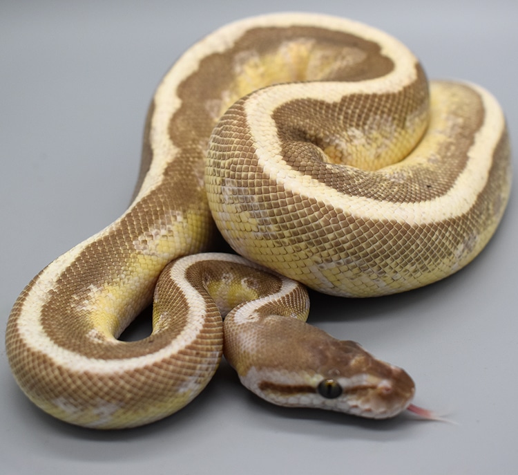 Pastel Enchi Lucifer Soulsucker Ball Python By Lunaeexotics Morphmarket 