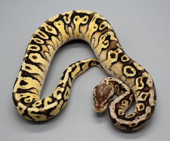 Vanilla HGW Pastel Yellow Belly Ball Python by Lunae.Exotics