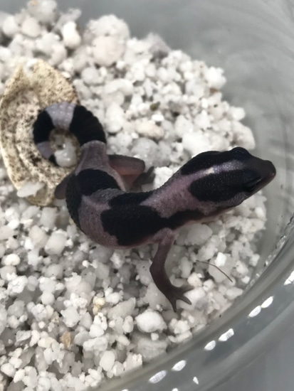 TSM Striped Oreo African Fat-Tailed Gecko by Luna Geckos