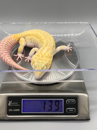 Male Godzilla Super Giant RAPTOR Leopard Gecko by Luna Geckos