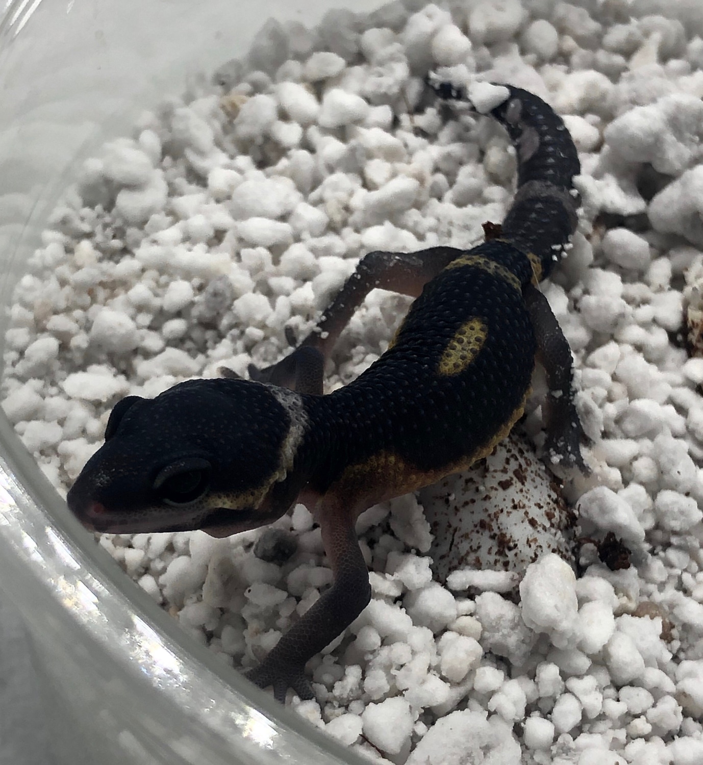 TSF Black Night Leopard Gecko by Luna Geckos - MorphMarket