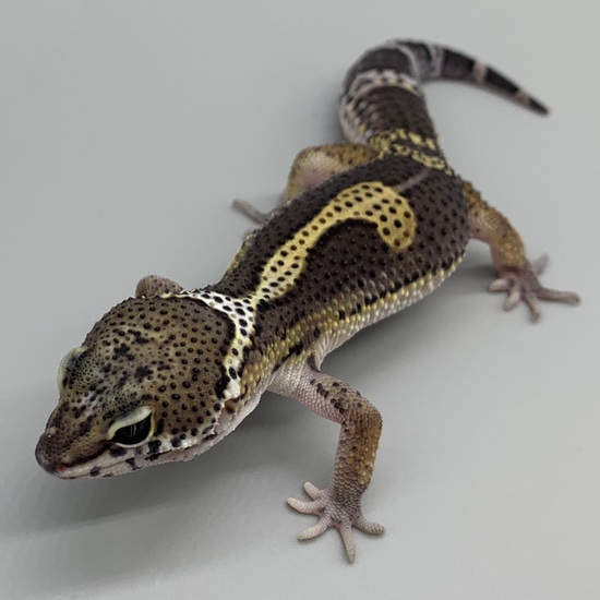 Male - Black Night Leopard Gecko by Luna Geckos