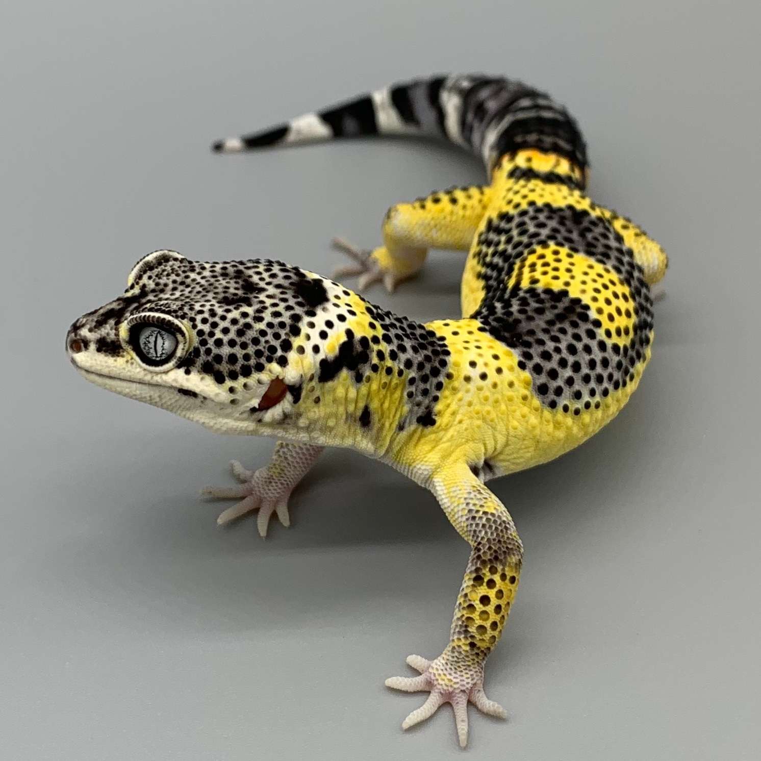 TSM - Black Night Lemon Frost Leopard Gecko by Luna Geckos - MorphMarket