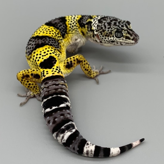 TSM - Black Night Lemon Frost Leopard Gecko by Luna Geckos