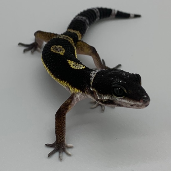 TSF - 100% Pure Black Night Leopard Gecko by Luna Geckos
