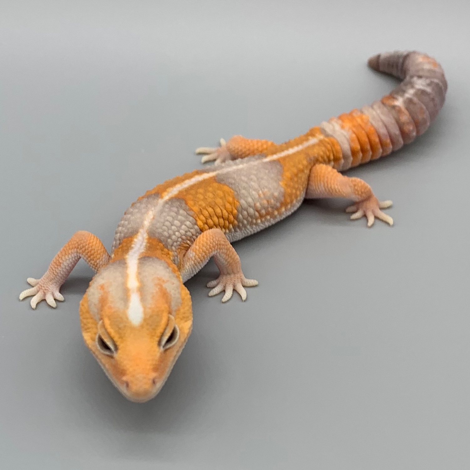Male - Striped Tangerine Amel African Fat-Tailed Gecko by Luna Geckos ...