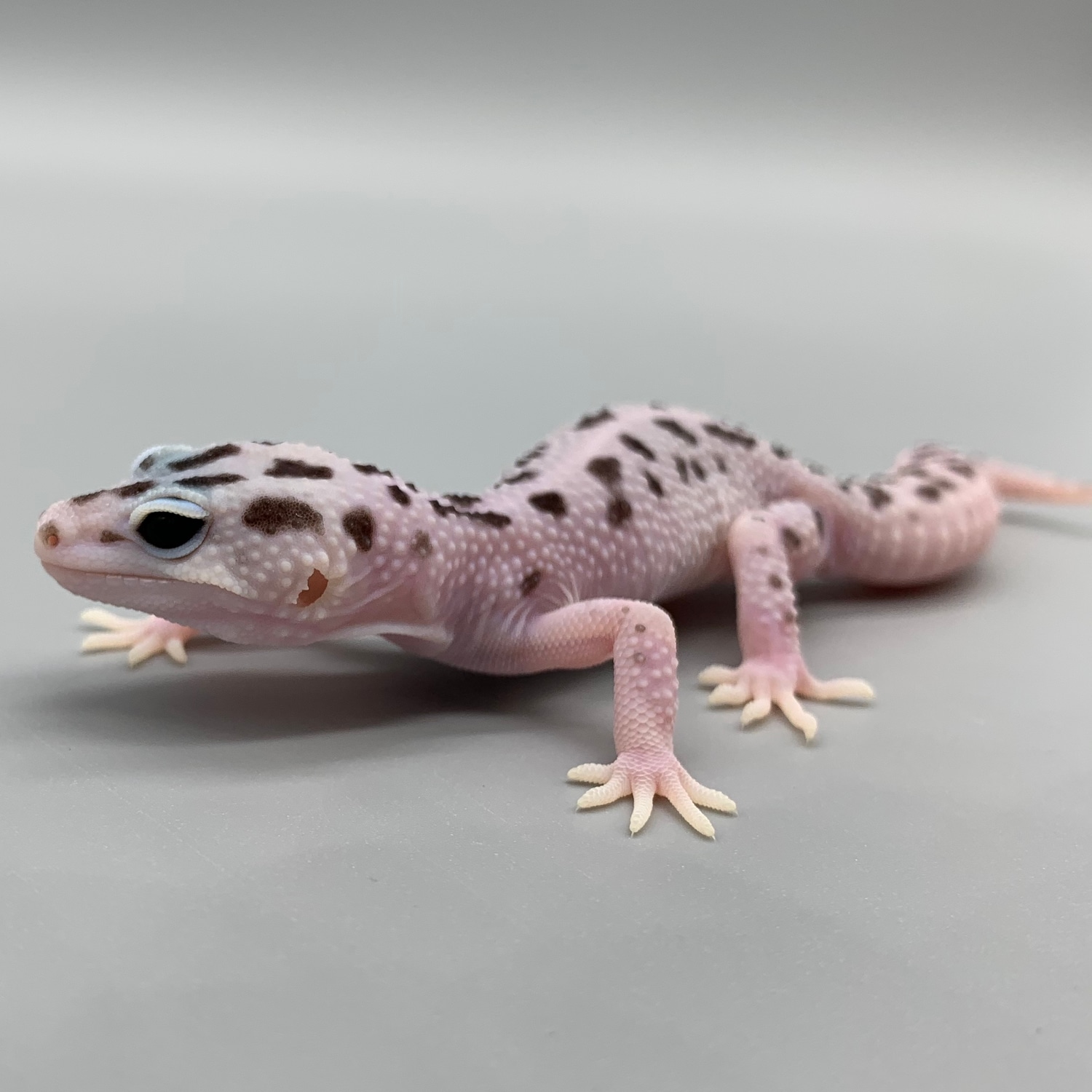 Male - Super Snow W&Y Lavender Bold Leopard Gecko by Luna Geckos ...