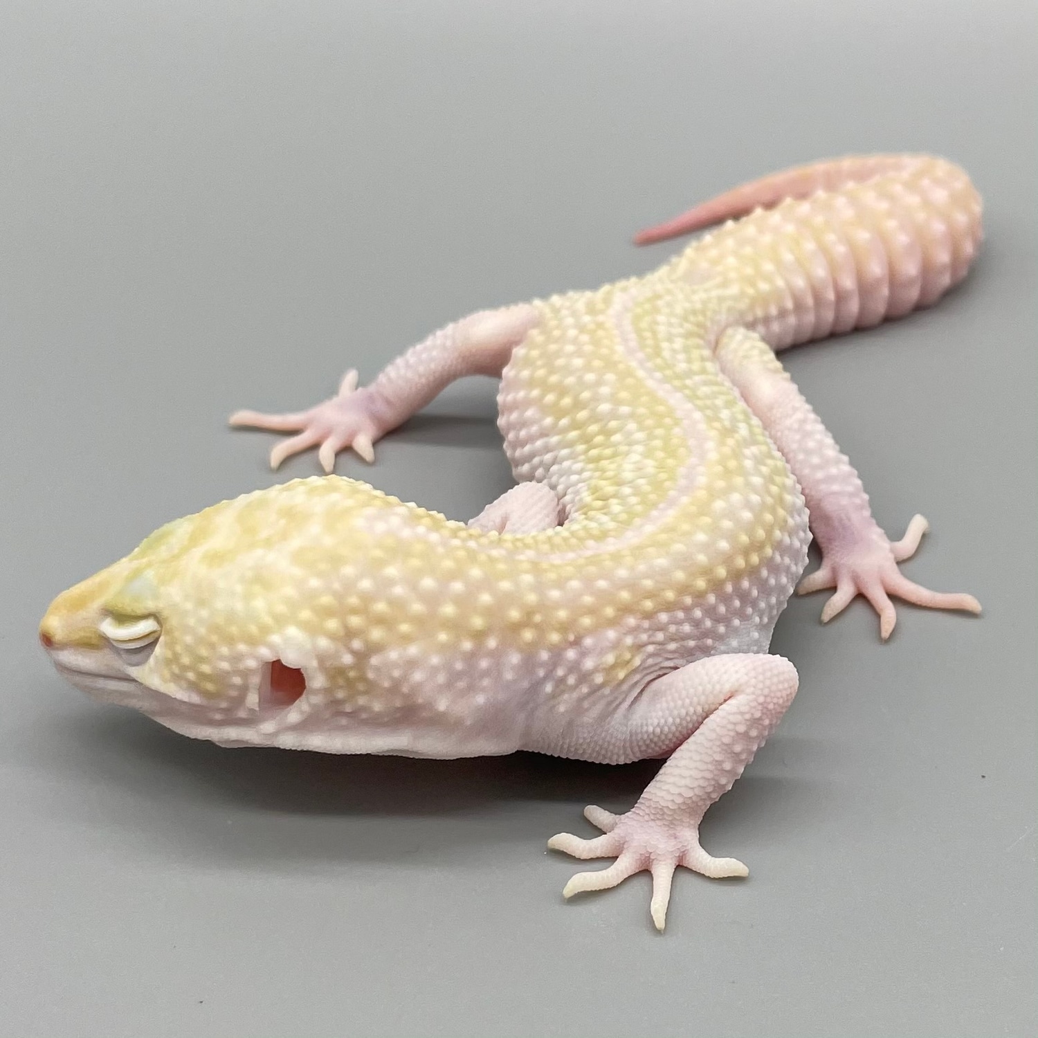 Male - Super RAPTOR Leopard Gecko by Luna Geckos - MorphMarket