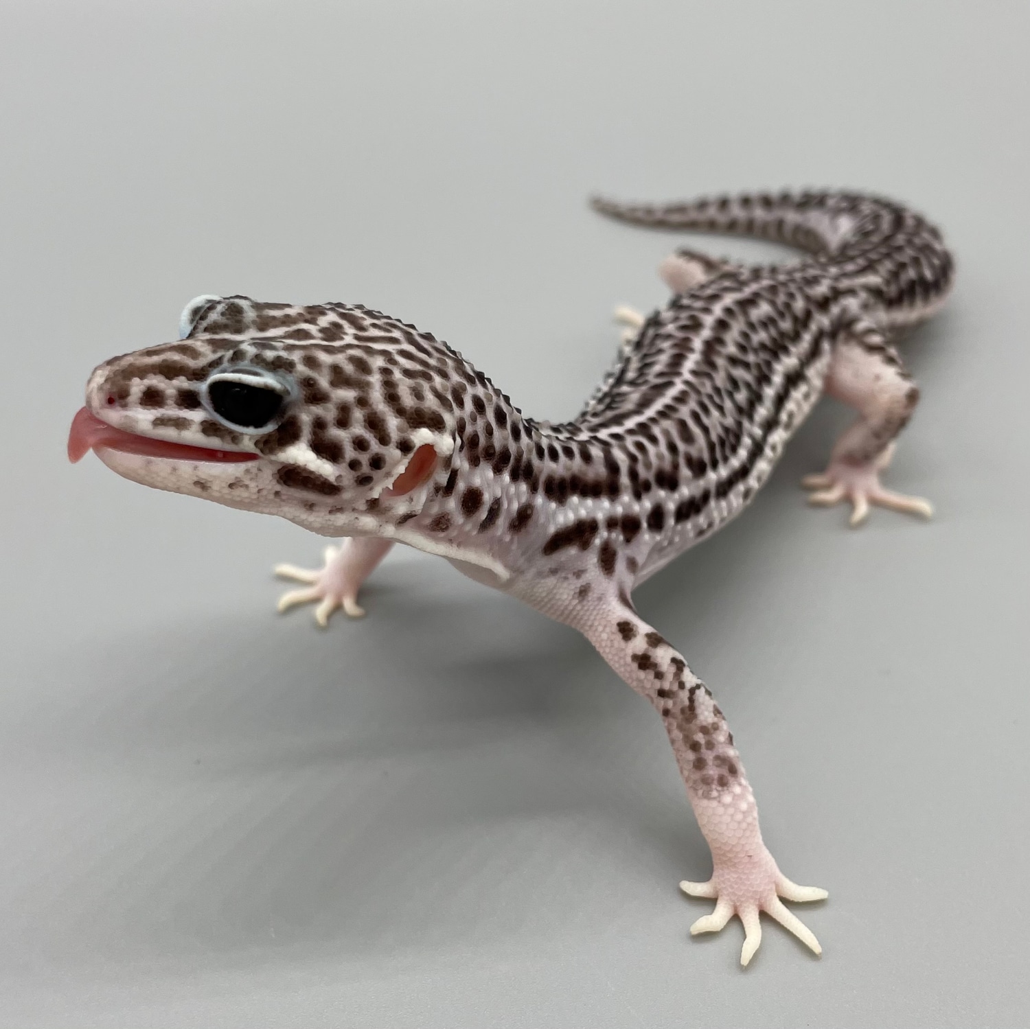 Male - Super Snow Black Night Leopard Gecko by Luna Geckos - MorphMarket