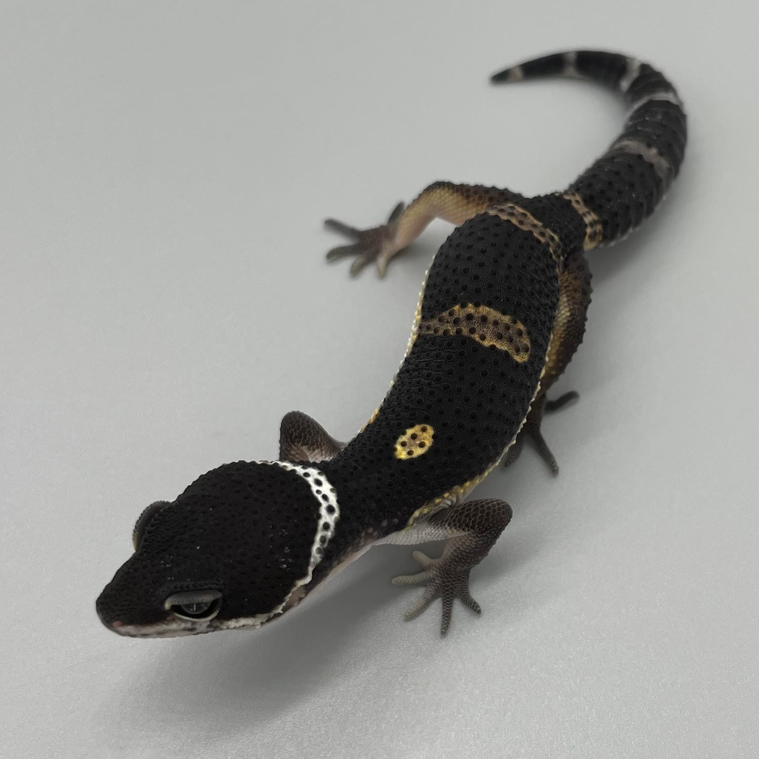 TSM - 100% Pure Black Night Leopard Gecko by Luna Geckos - MorphMarket
