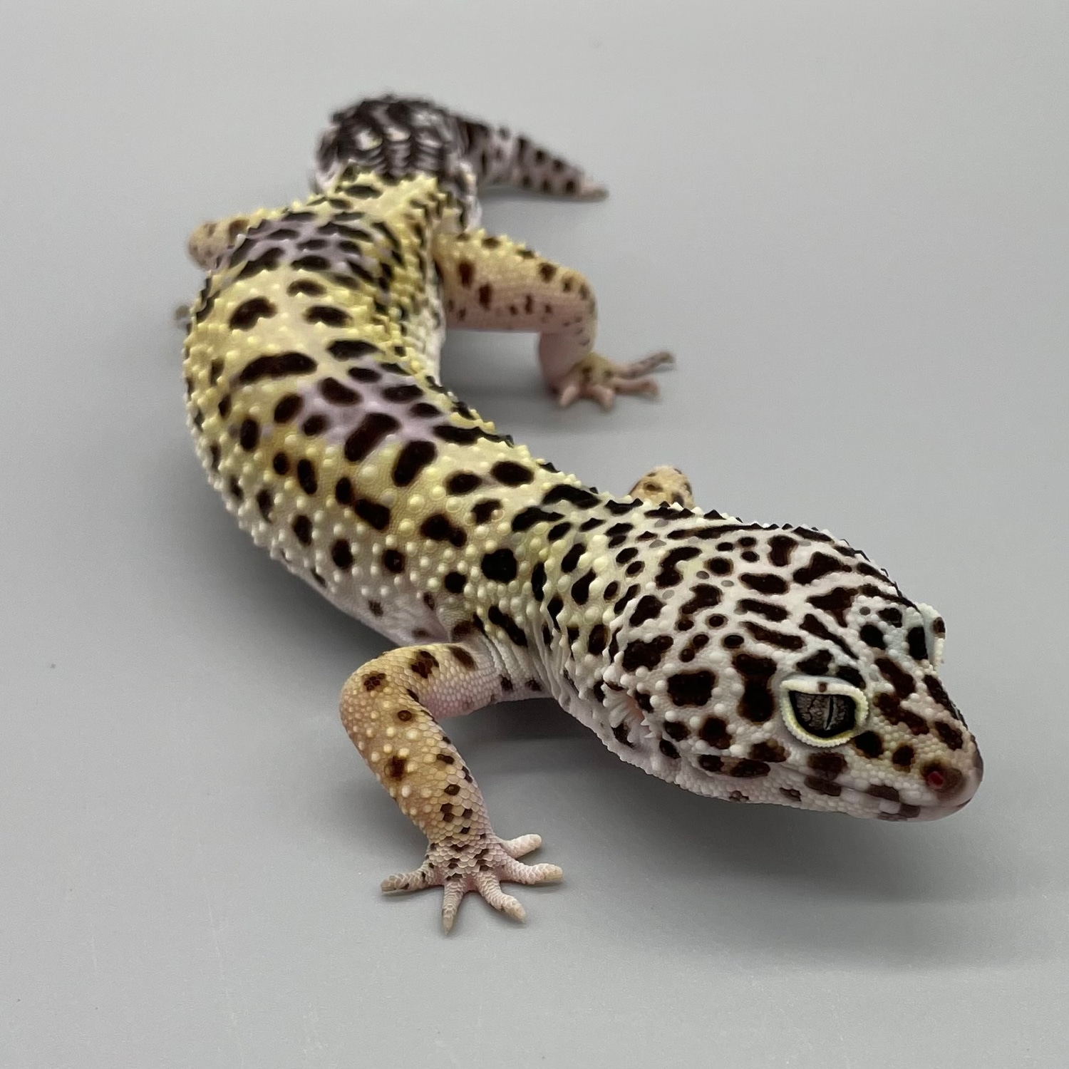 Female - Black Night Cross Leopard Gecko by Luna Geckos - MorphMarket
