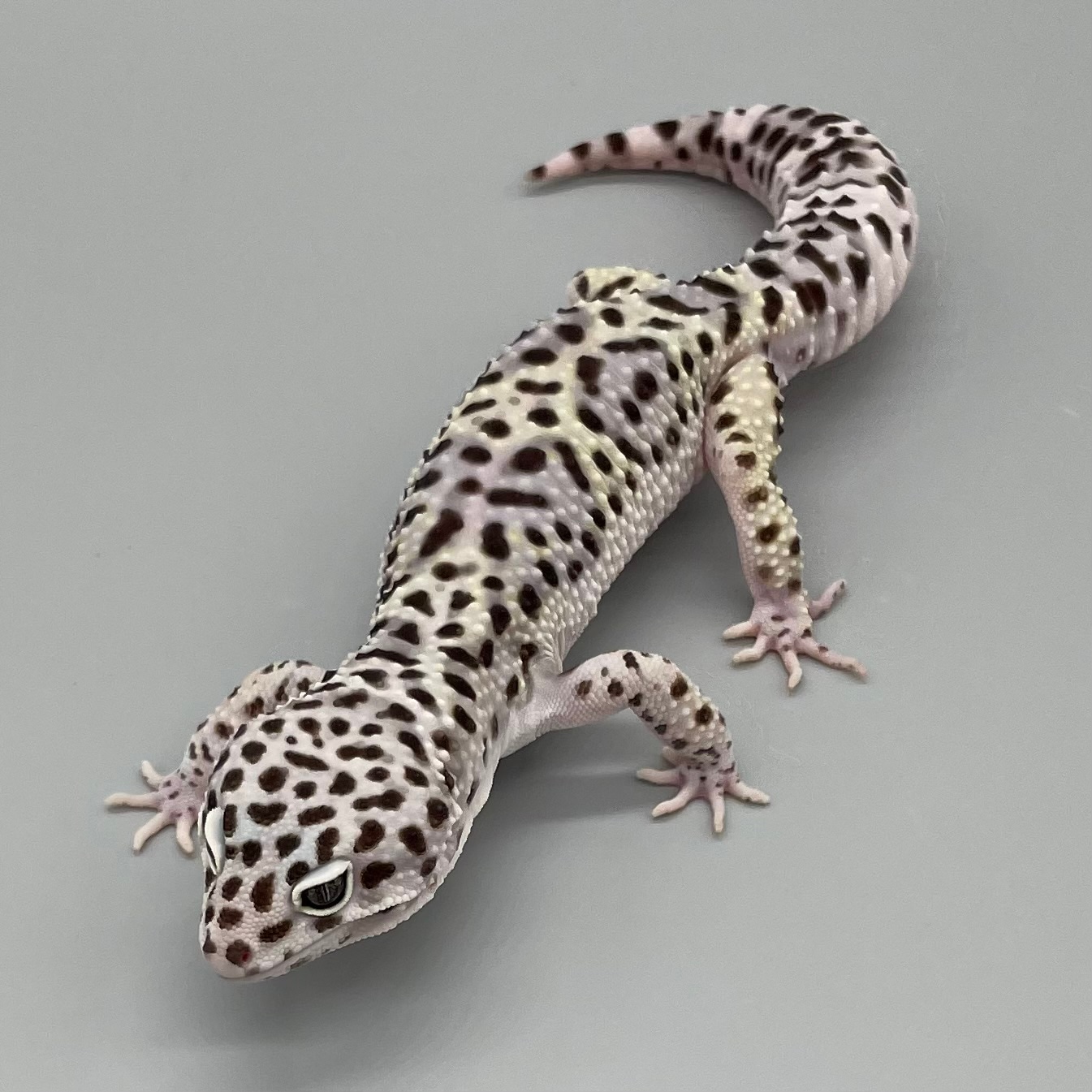 Male - Gem Snow Black Night Leopard Gecko by Luna Geckos - MorphMarket