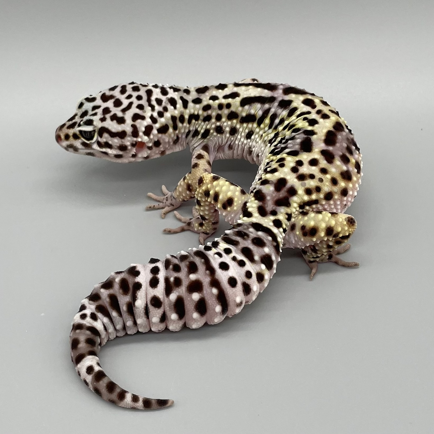 Female - Gem Snow Black Night Leopard Gecko by Luna Geckos - MorphMarket