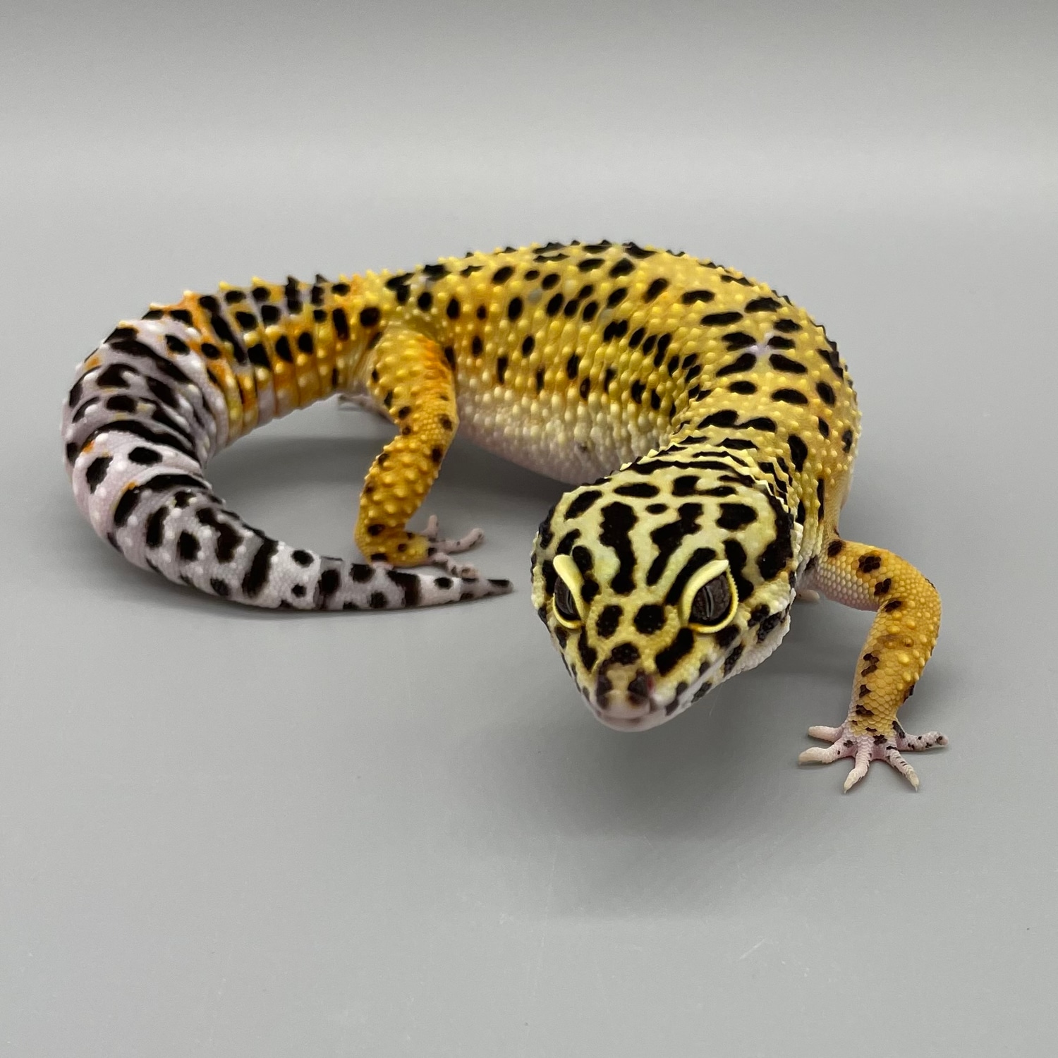 Female - Mandarin Black Night Leopard Gecko by Luna Geckos - MorphMarket