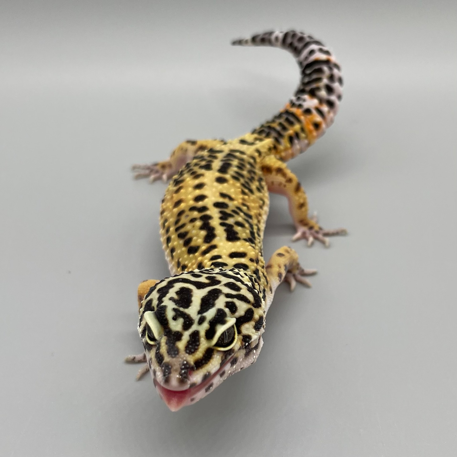 Female - Mandarin Black Night Leopard Gecko by Luna Geckos - MorphMarket