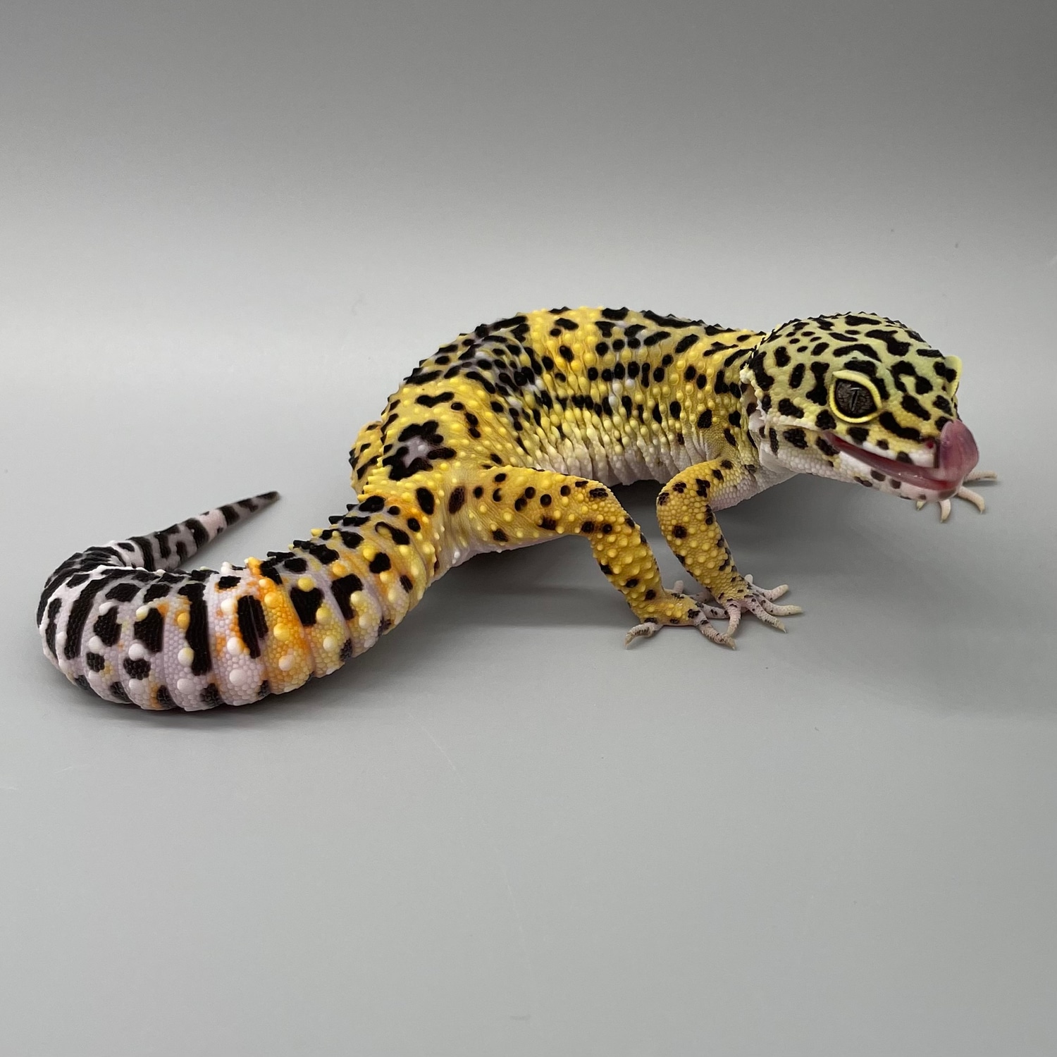 Female - Mandarin Black Night Leopard Gecko by Luna Geckos - MorphMarket