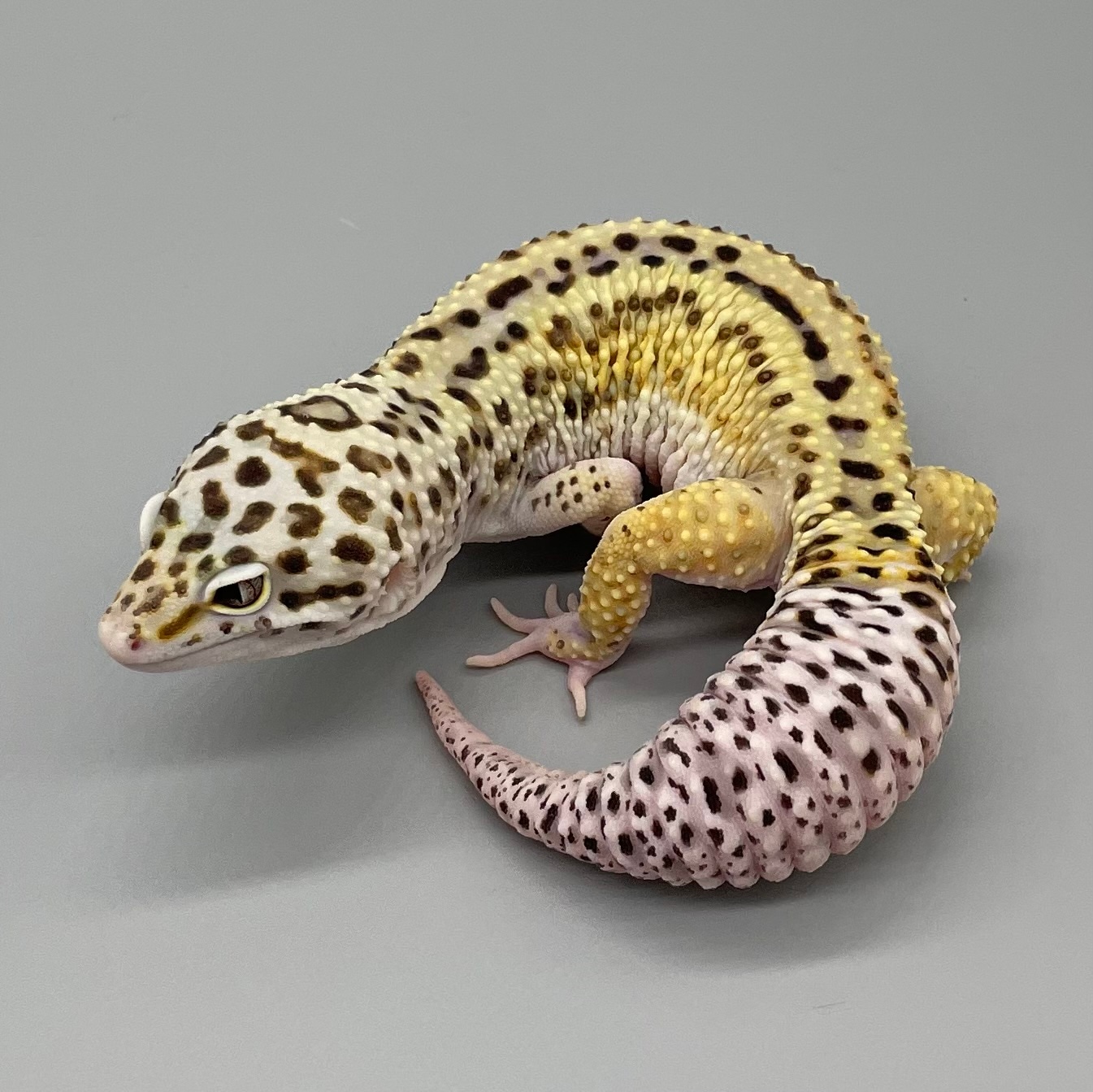 Male - Mack Snow Eclipse Black Night Leopard Gecko by Luna Geckos ...
