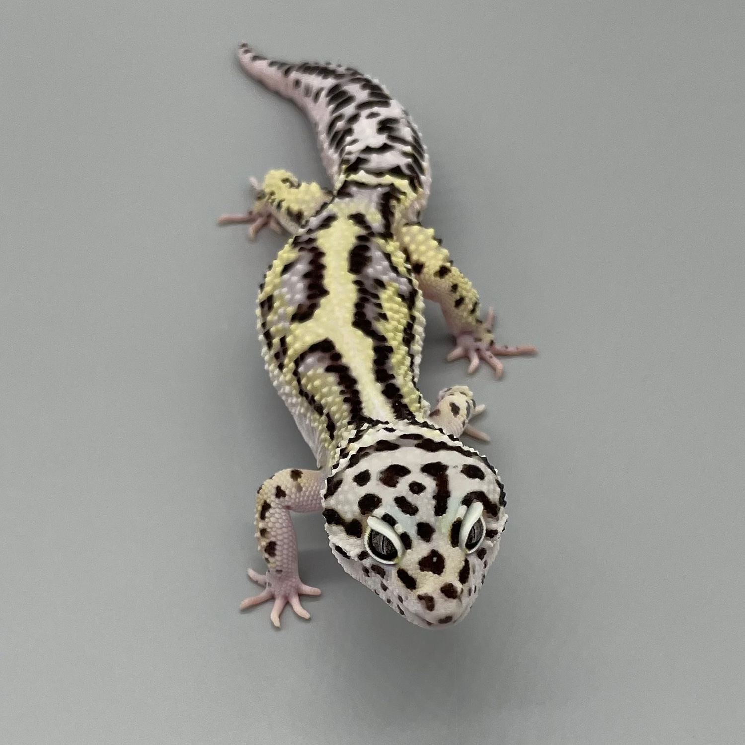 Female - Mack Snow Lavender Bold Leopard Gecko by Luna Geckos - MorphMarket