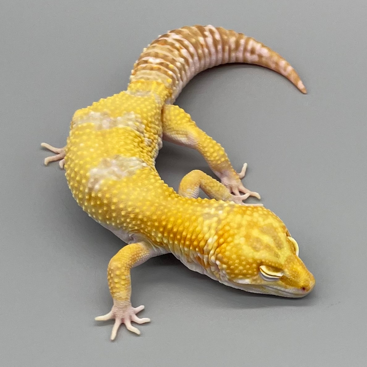 Male - Mack Snow Sunglow Leopard Gecko by Luna Geckos - MorphMarket