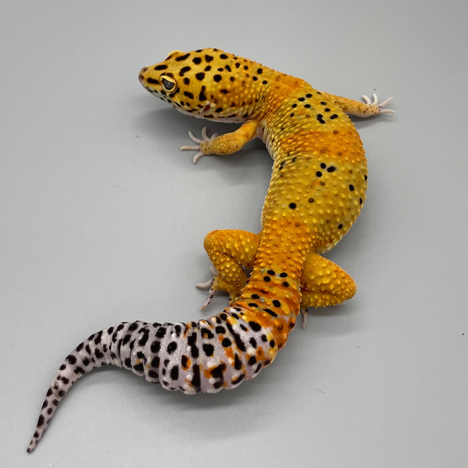 Male - Mandarin Tornado Leopard Gecko by Luna Geckos - MorphMarket