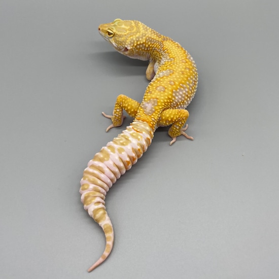 Female - Tangerine Tremper Leopard Gecko by Luna Geckos