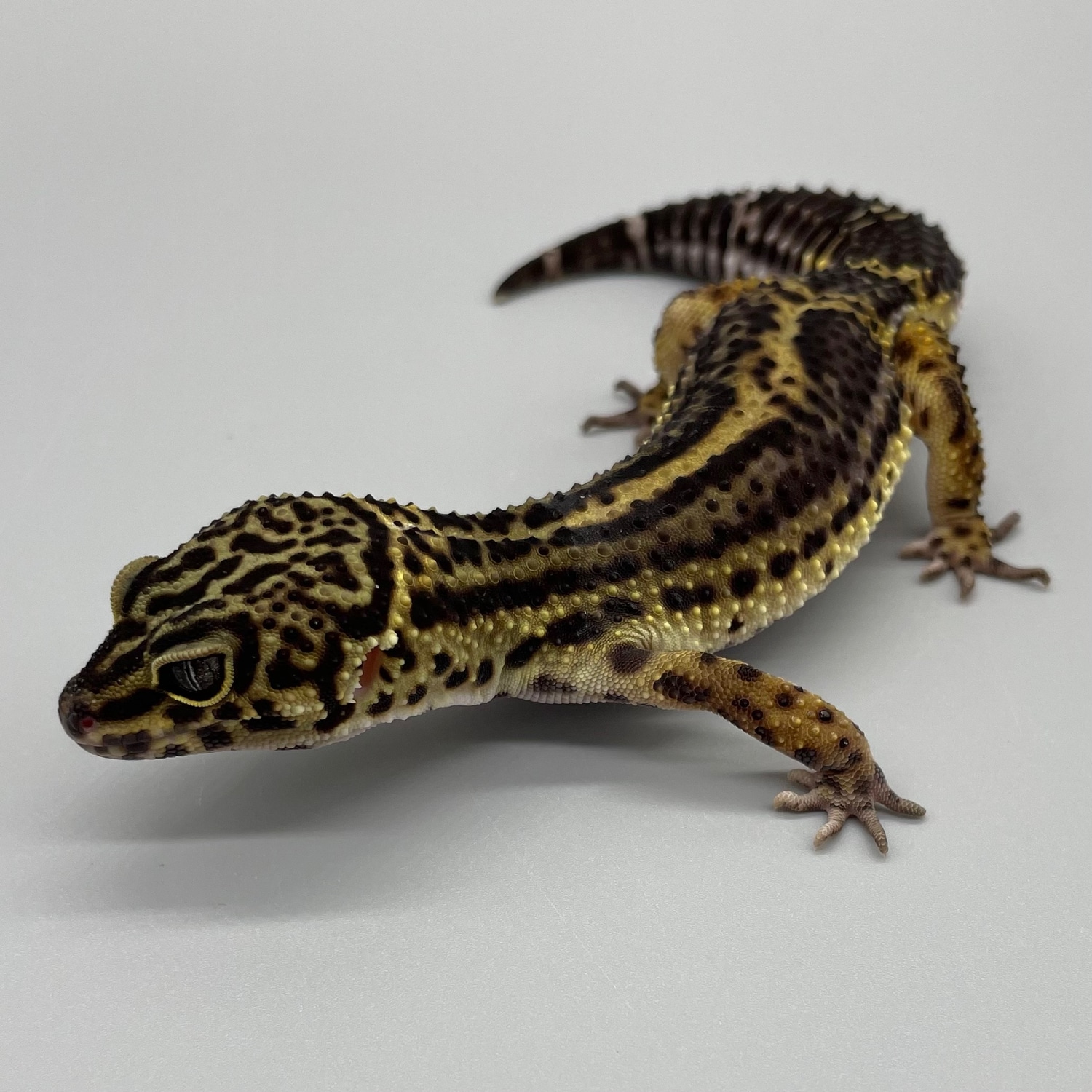 Free Pure Black Night Female Leopard Gecko by Luna Geckos - MorphMarket
