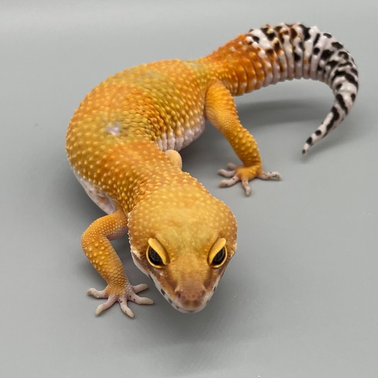 Female - Tangerine Leopard Gecko by Luna Geckos