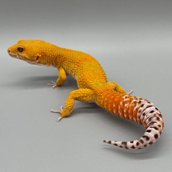 Male - Tangerine Leopard Gecko by Luna Geckos